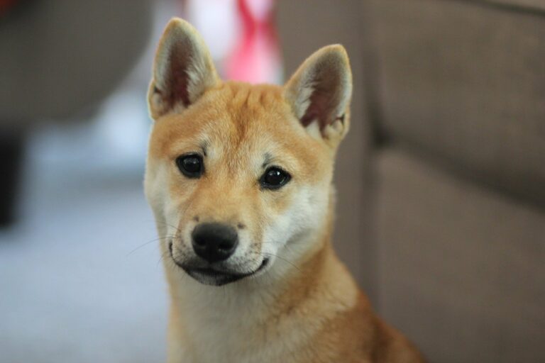 Shiba Inu releases first phase of Doggy DAO to give 'immediate power to ...